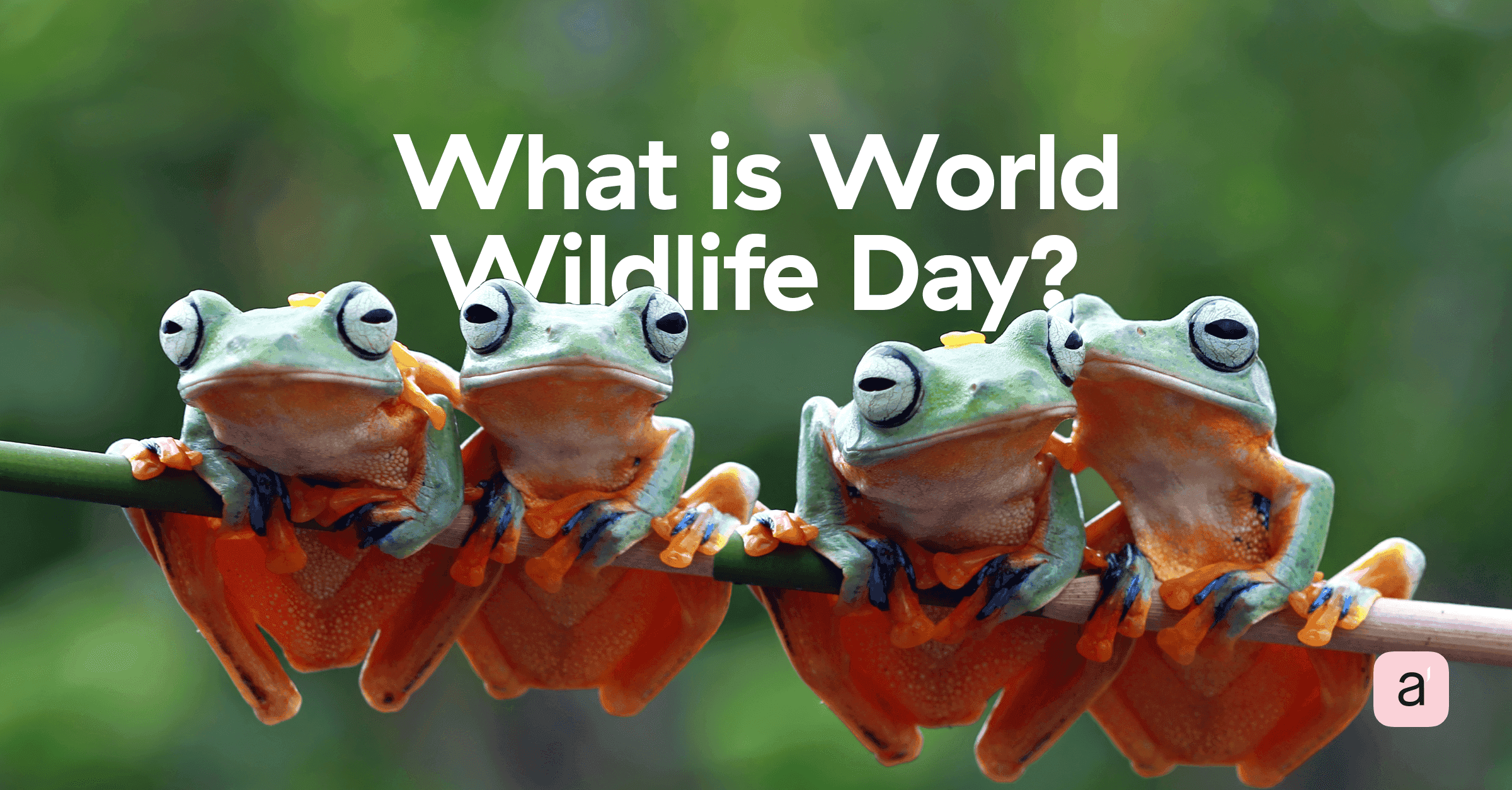 What is World Wildlife Day and why does it matter? - Algbra